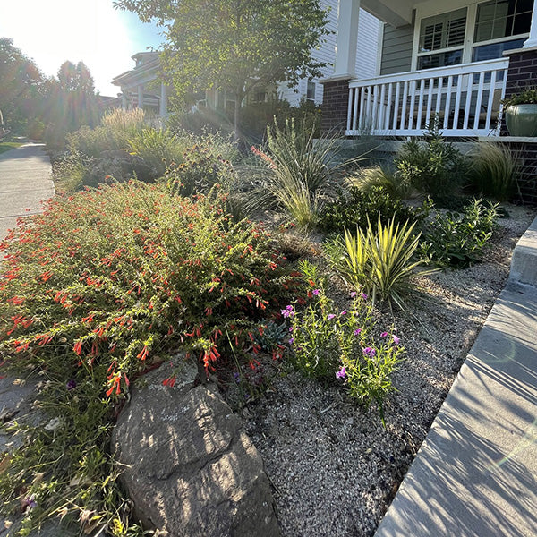Compact Creeping Germander, Teucrium chamaedrys Prostratum | High ...