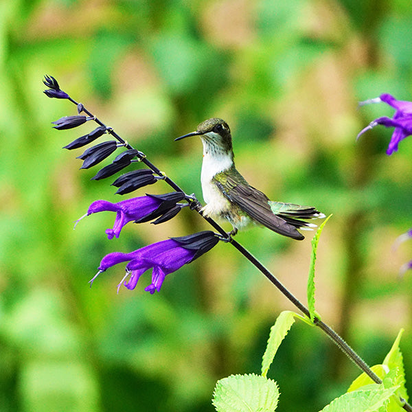 Compact Creeping Germander, Teucrium chamaedrys Prostratum | High ...