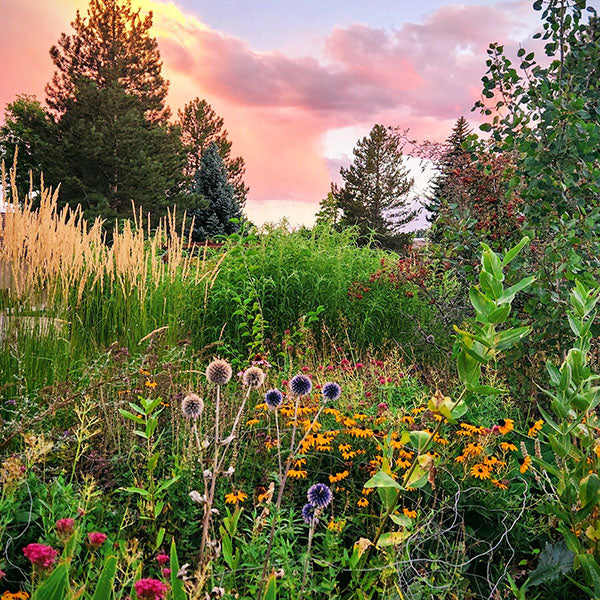 Compact Creeping Germander, Teucrium chamaedrys Prostratum | High ...