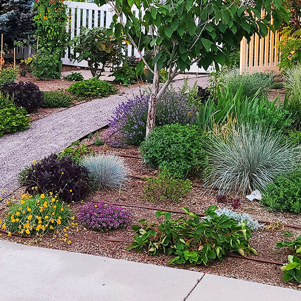Compact Creeping Germander, Teucrium chamaedrys Prostratum | High ...