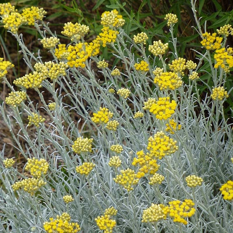 Silver Curry Bush, Helichrysum tianshanicum | High Country Gardens