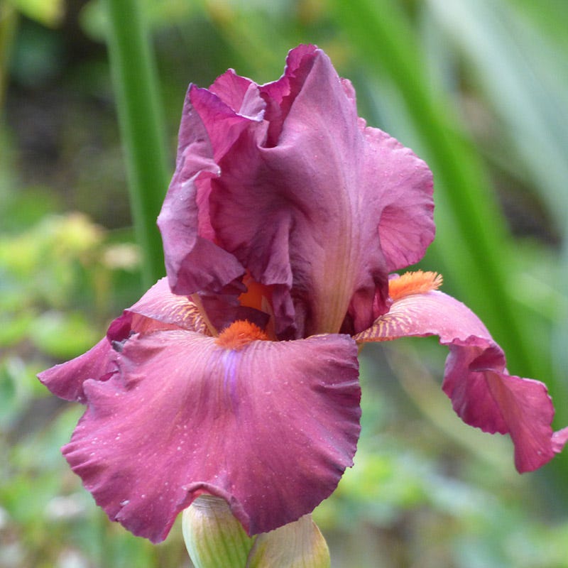 Lady Friend Bearded Iris, Iris germanica | High Country Gardens