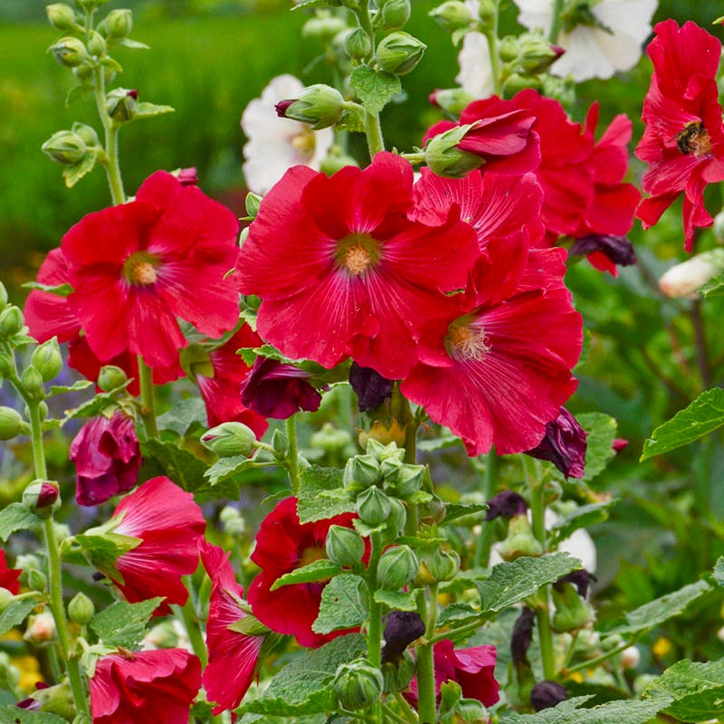 Mars Magic Single Hollyhock, Alcea | High Country Gardens
