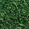 Microclover Low-Water Lawn Seed Mix | High Country Gardens