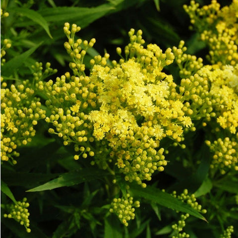solidago ledsham