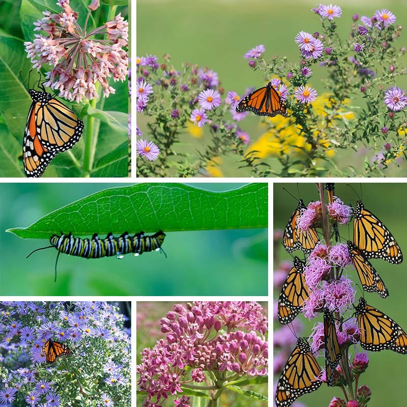Monarch Magic Collection, Pre-Planned Gardens | High Country Gardens