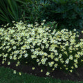 Moonbeam Tickseed, Coreopsis Moonbeam | High Country Gardens