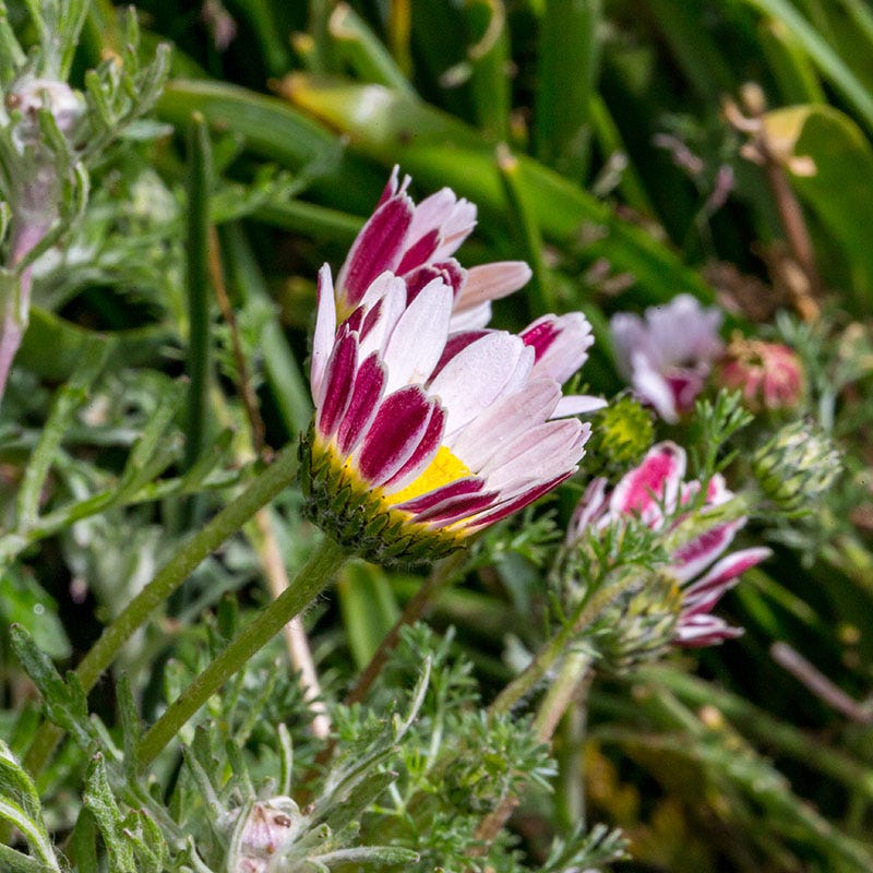 Spring Carpet Mount Atlas Daisy, Anacyclus | High Country Gardens