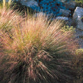 Undaunted Ruby Muhly Grass, Muhlenbergia reverchonii | High Country Gardens