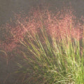 Undaunted Ruby Muhly Grass, Muhlenbergia reverchonii | High Country Gardens