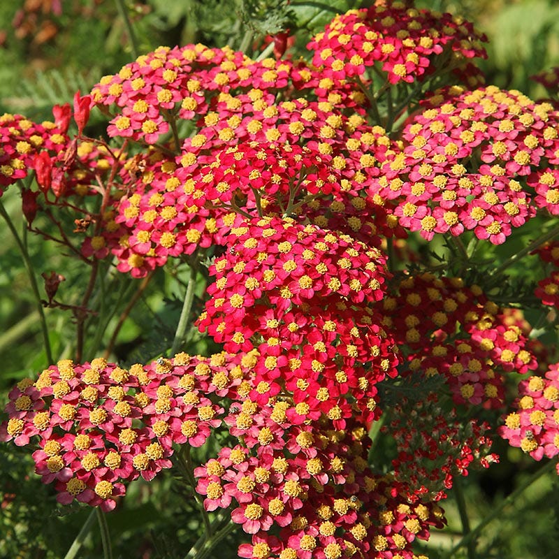 Paprika Yarrow, Achillea | High Country Gardens