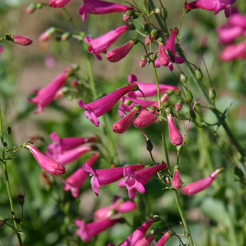 Desert Penstemon Seeds | High Country Gardens