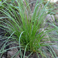 Pixie Fountain Tufted Hair Grass, Deschampsia cespitosa | High Country ...