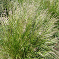 Pixie Fountain Tufted Hair Grass, Deschampsia cespitosa | High Country ...