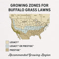 Legacy Buffalo Grass Plugs, Buchloe dactyloides | High Country Gardens