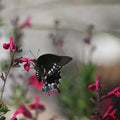Raspberry Delight Hybrid Bush Sage, Salvia Raspberry Delight | High ...