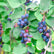Regent Serviceberry | Year-Round Native Shrub