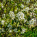Regent Serviceberry | Year-Round Native Shrub