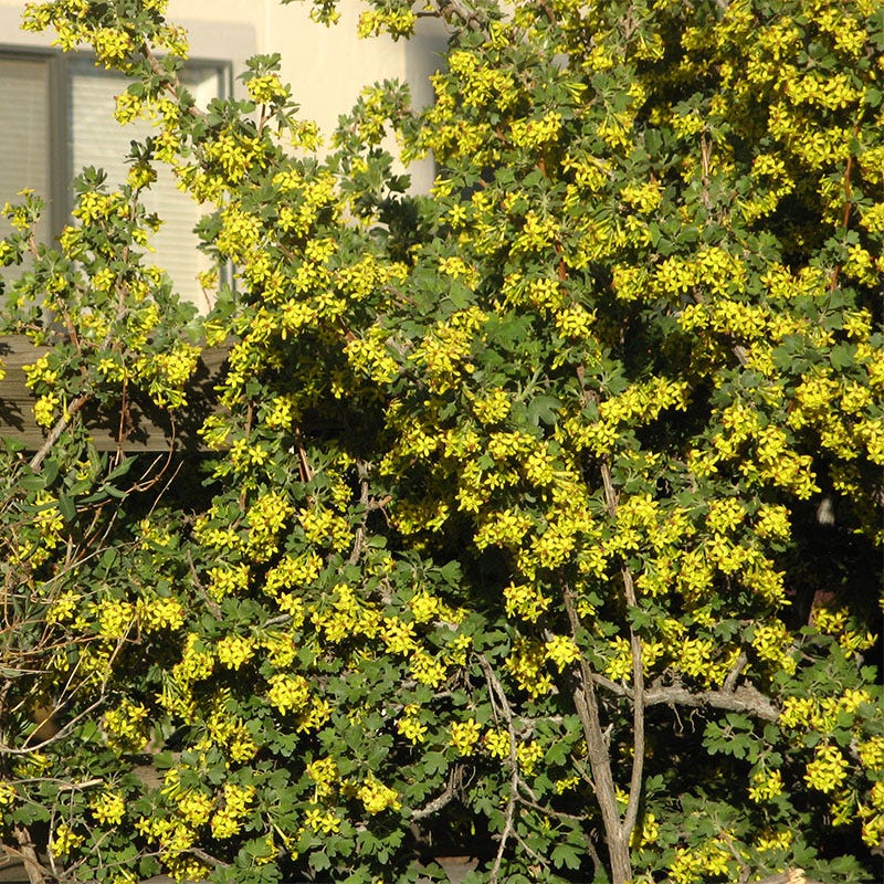 Ribes odoratum Crandall, Crandall's Clove Scented Currant | High ...