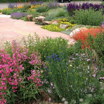 Ground Cover Plants | Waterwise Perennial Groundcovers