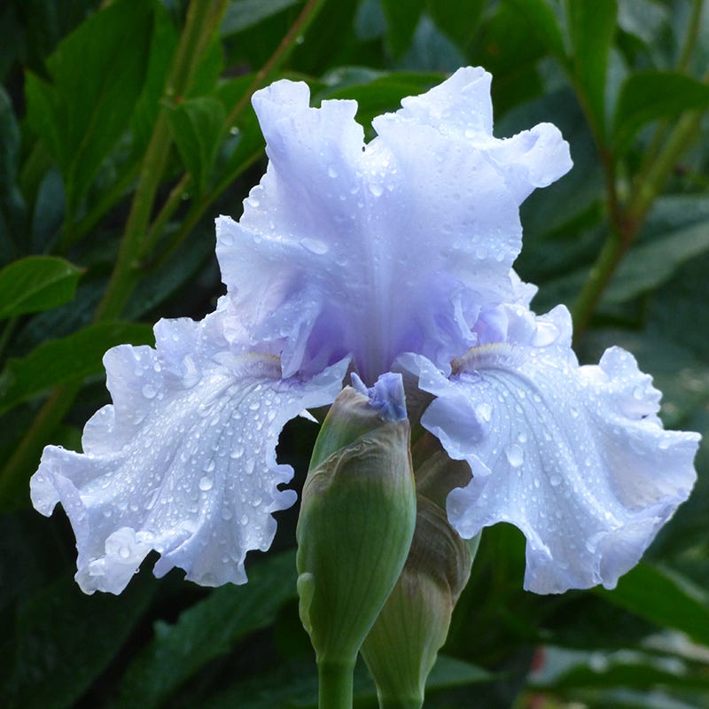 Silverado Bearded Iris, Iris germanica | High Country Gardens