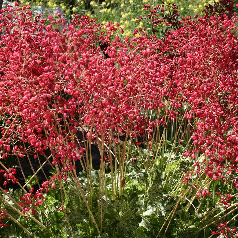 Heuchera sanguinea 'Snow Angel' | Variegated Coral Bells For Dry Shade