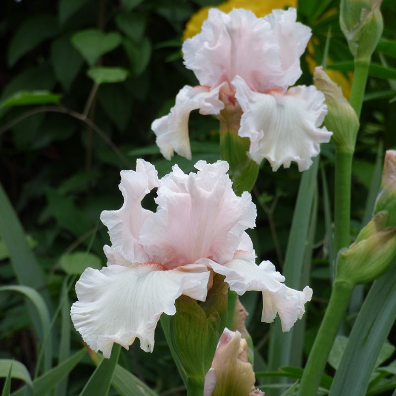 Society Page Bearded Iris, Iris germanica | High Country Gardens