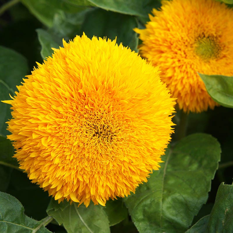 Dwarf Double Sunflower Seeds, Helianthus annuus | High Country Gardens