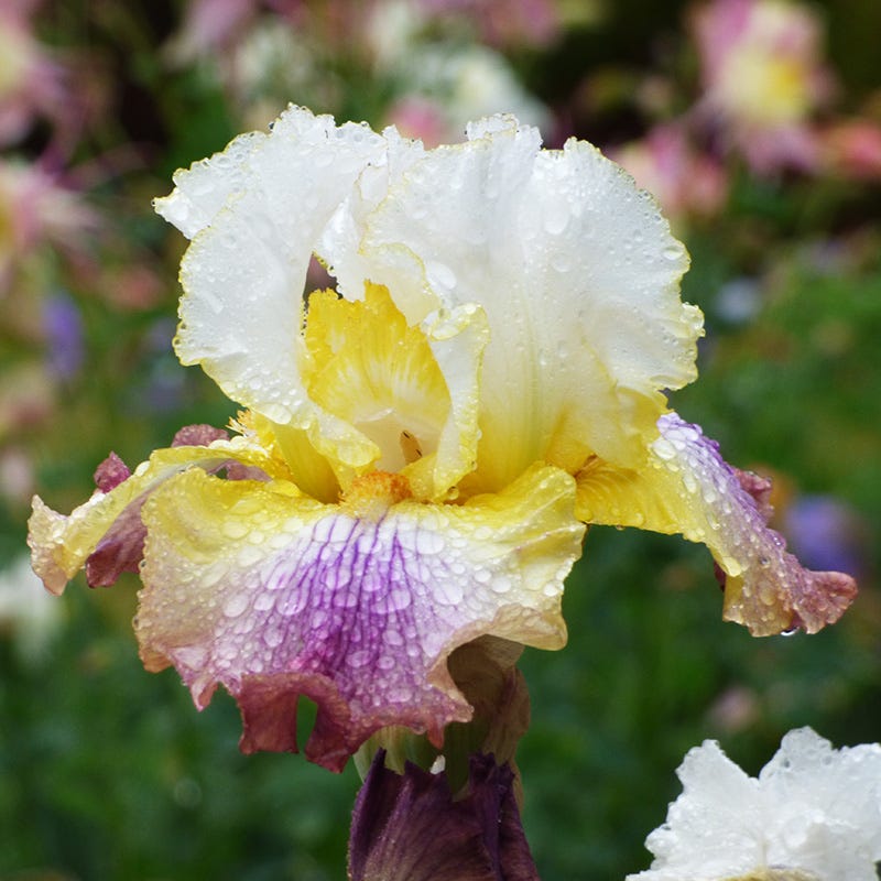 Surprise Splendor Bearded Iris, Iris germanica | High Country Gardens