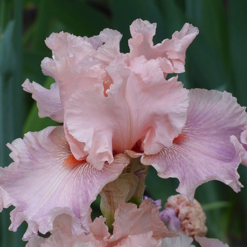 Sweet Kisses Bearded Iris, Iris germanica | High Country Gardens