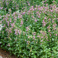 Compact Creeping Germander, Teucrium chamaedrys Prostratum | High ...