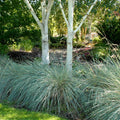 Helictotrichon sempervirens, Blue Avena Grass | High Country Gardens