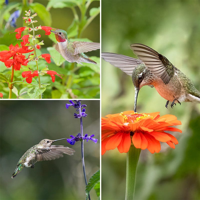 Western Hummingbird Wildflower Seed Mix | High Country Gardens