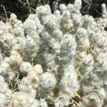 Krascheninnikovia lanata | Winterfat Shrub For Dry Western Gardens